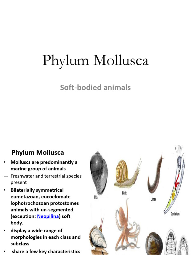 Overview of Phylum Mollusca Characteristics | PDF | Mollusca | Bivalvia