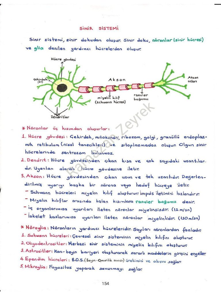 16-Sinir Sistemi | PDF