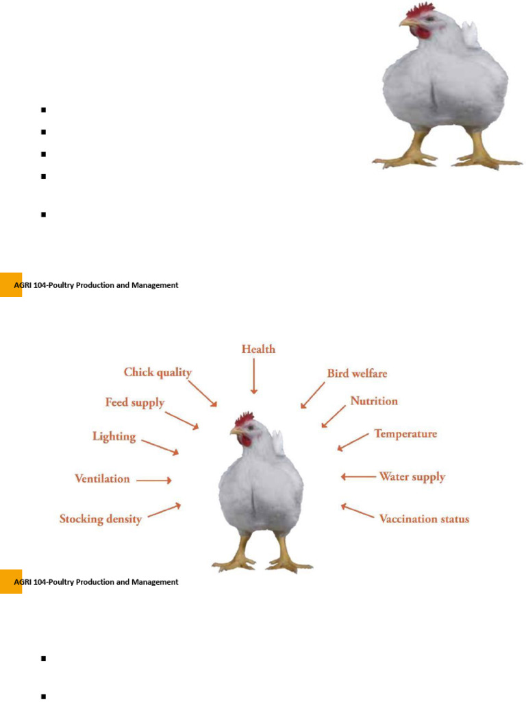 Broiler Chicken Management Guide | PDF | Birds