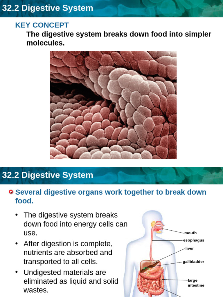 T1W04BIOPPT1 Digestive System | PDF