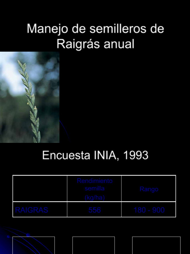 Manejo Eficiente de Semilleros de Raigrás | PDF | Plantas | Agricultura