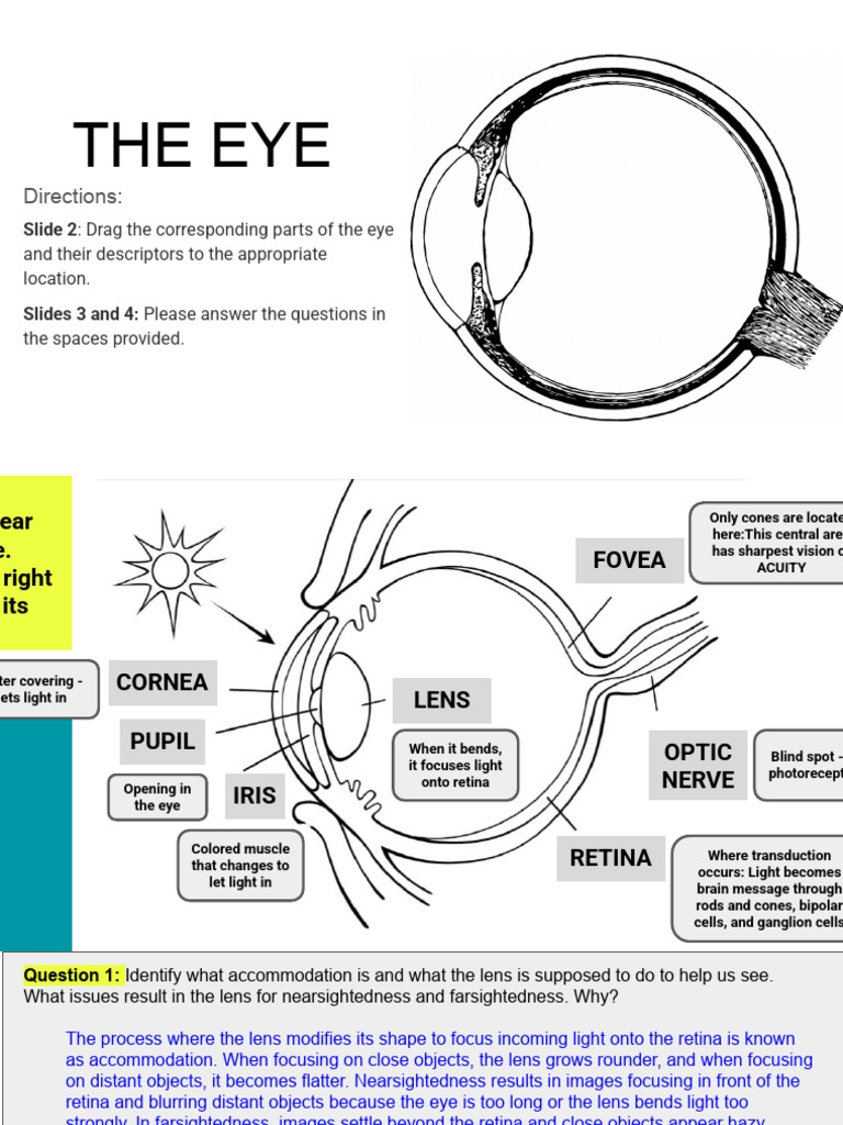 Understanding Eye Anatomy and Vision | PDF | Visual Perception | Retina
