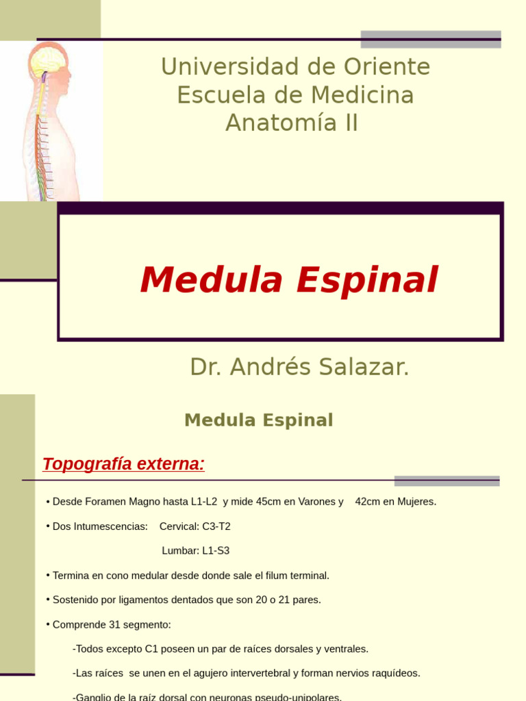 Medula Espinal 1 | PDF | Neuroanatomía | Sistema nervioso