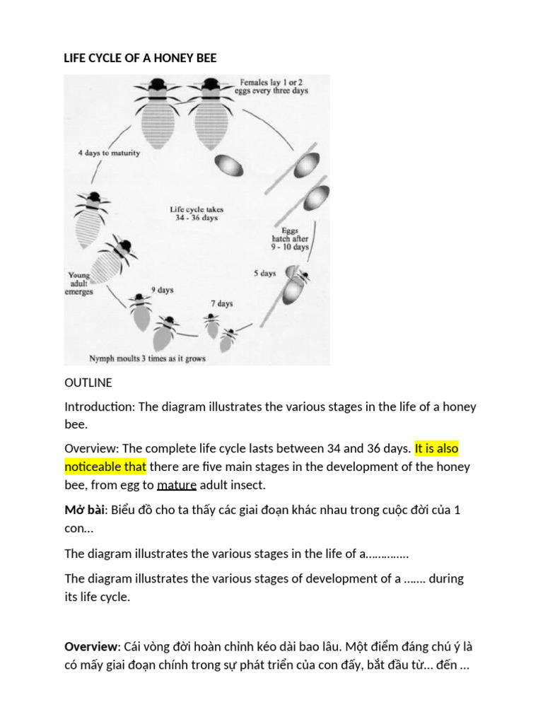 Honey Bee Life Cycle Stages Explained | PDF | Bees | Insects