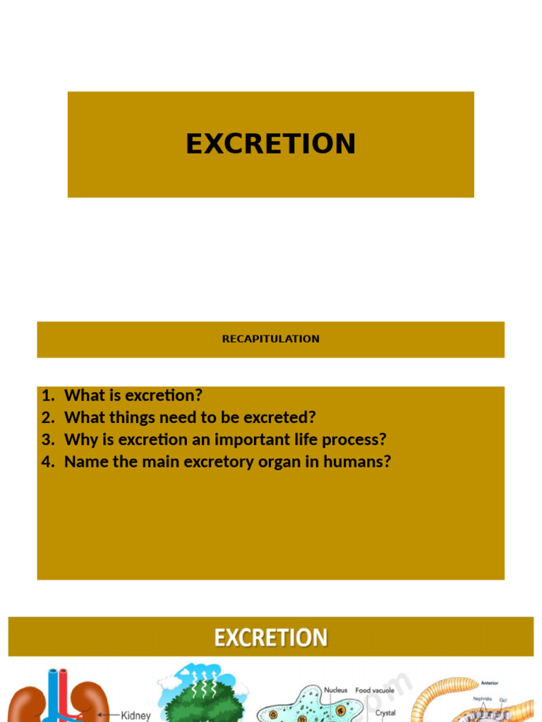 Excretion | PDF