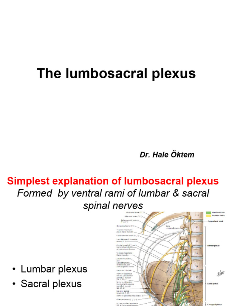 Lumbosacral Plexus 6e4de448ad0628ff13e910bb532248ca | PDF | Human Leg ...