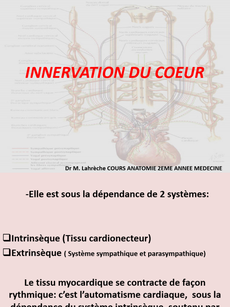 Innervation et conduction cardiaque | PDF | Cœur | Système cardio ...