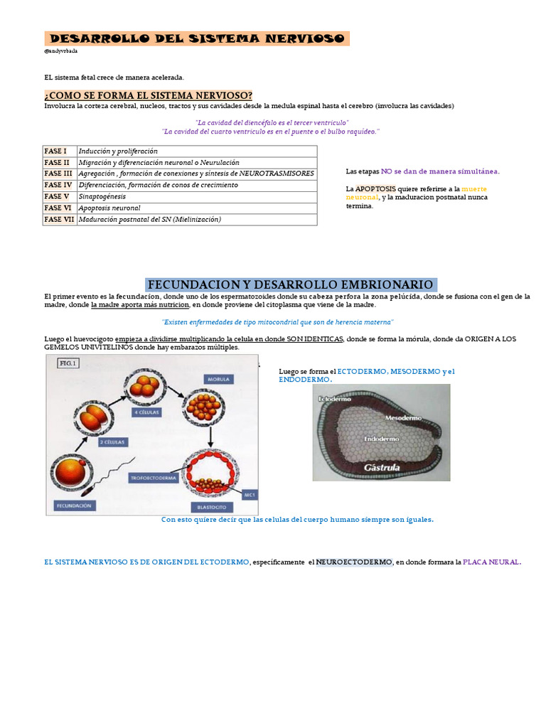 Desarrollo Del Sistema Nervioso | PDF | Sistema nervioso | Cerebro