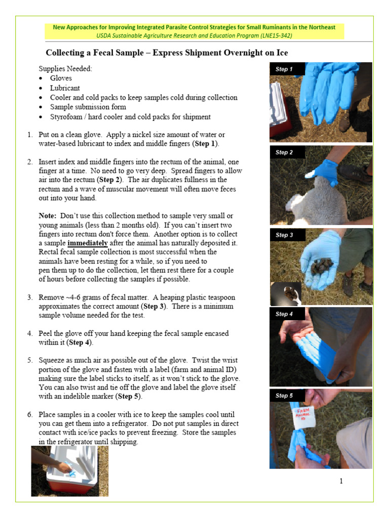 Fecal Sample Collection for Ruminants | PDF | Rectum