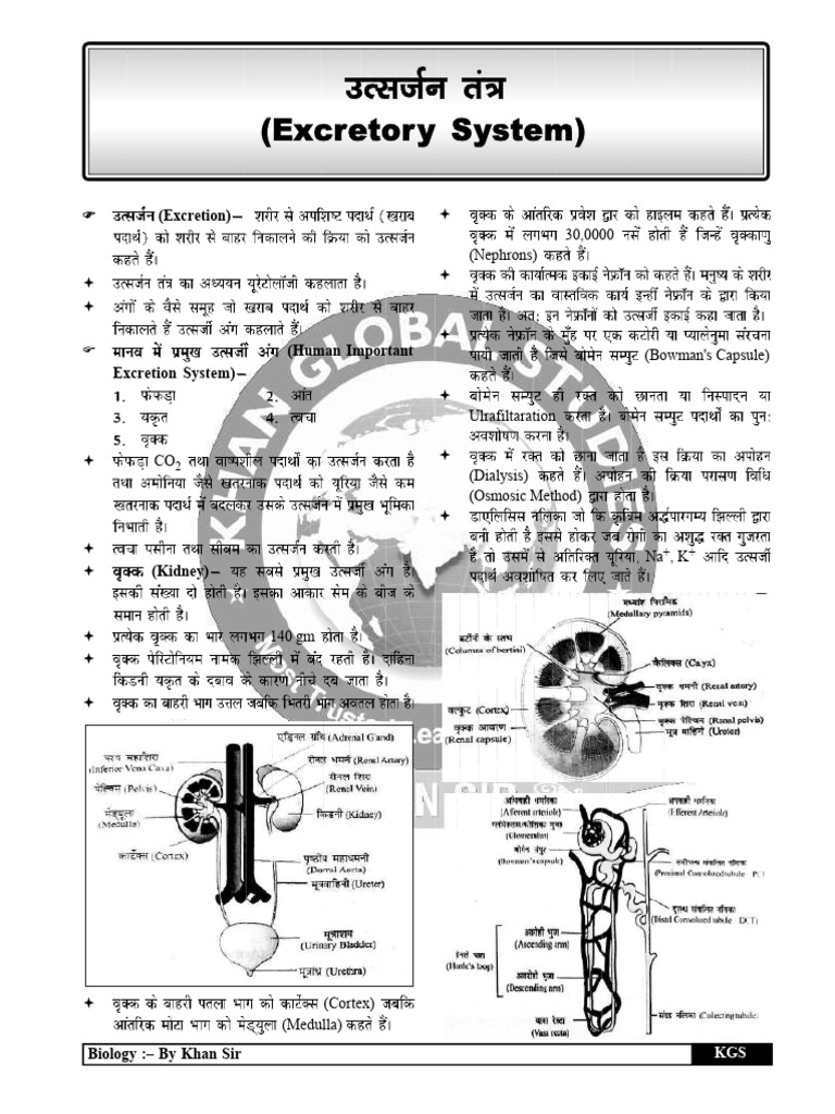 Human Excretory and Sensory Systems | PDF | Nervous System | Central ...