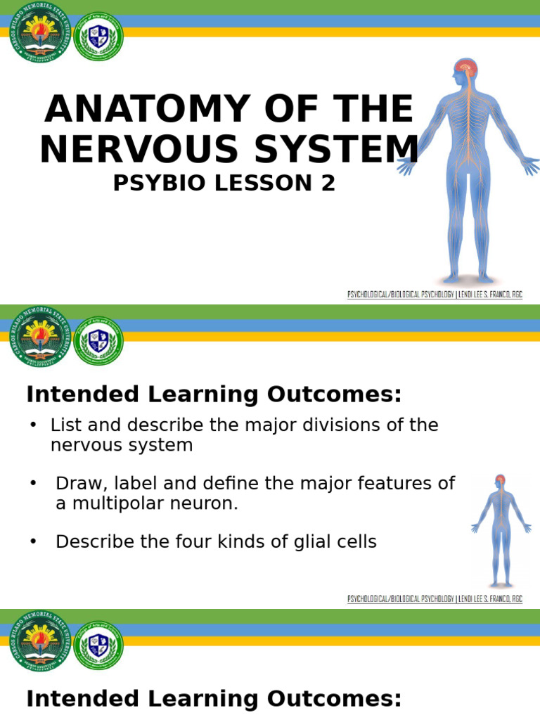 Nervous System Anatomy Overview | PDF | Autonomic Nervous System ...