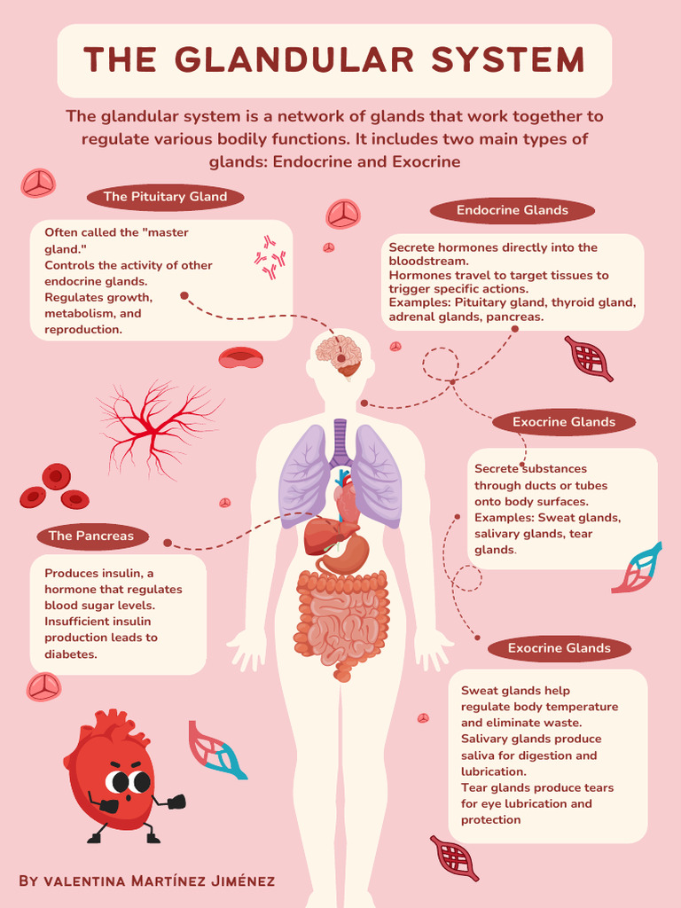 Glandular System | PDF