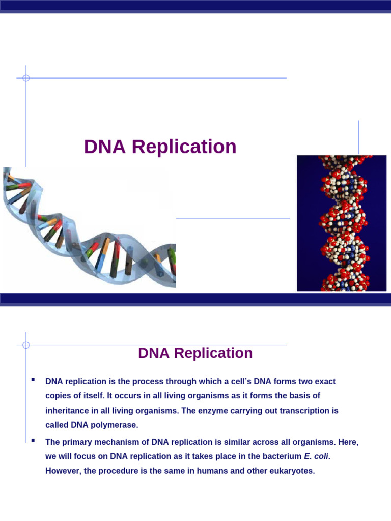 DNA Replication Process in AP Biology | PDF | Dna Replication | Dna