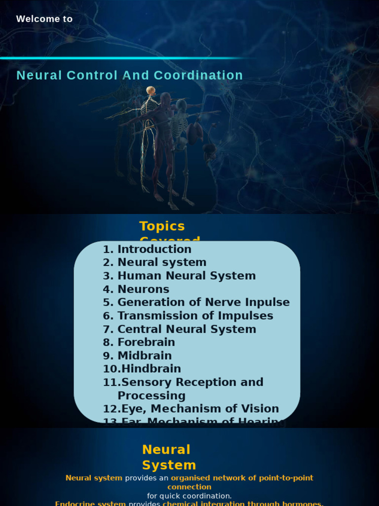 Neural Controlandcoordination | PDF | Axon | Ear
