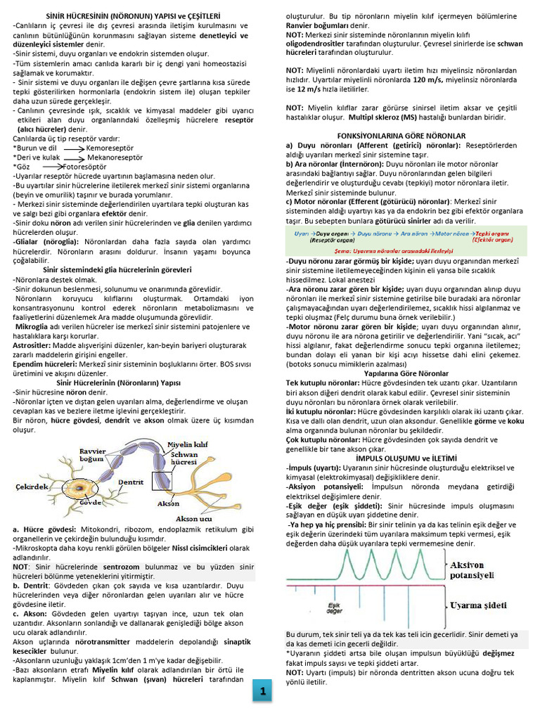 Sinir Sistemi - 251006 - 160455 | PDF