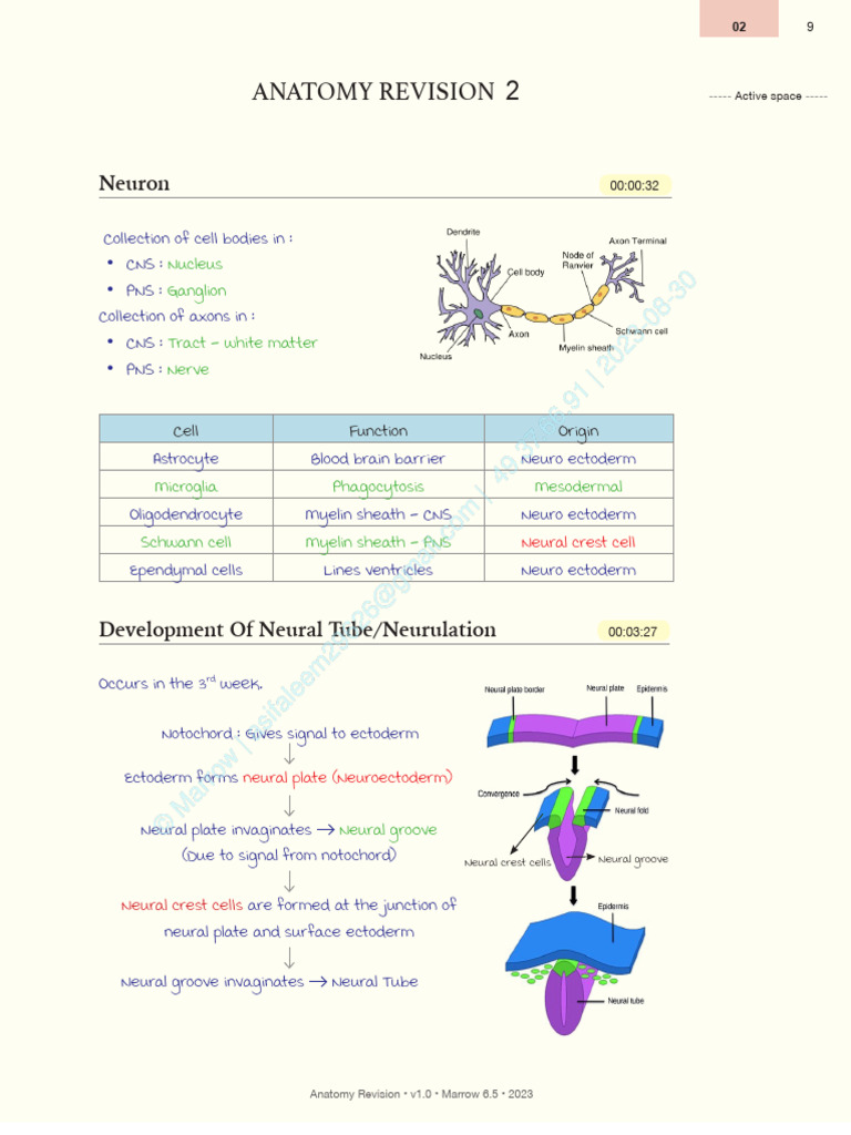 Anatomy Revision E6 5 Medicos Bot | PDF | Cerebellum | Spinal Cord