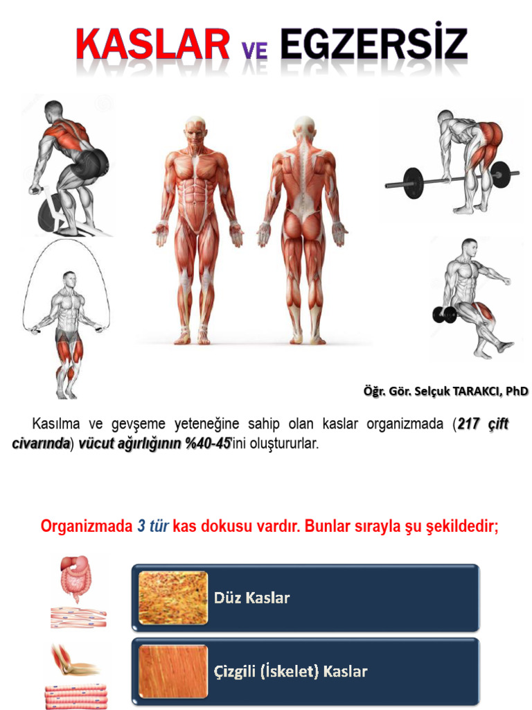 Kaslar Ve Egzersiz | PDF