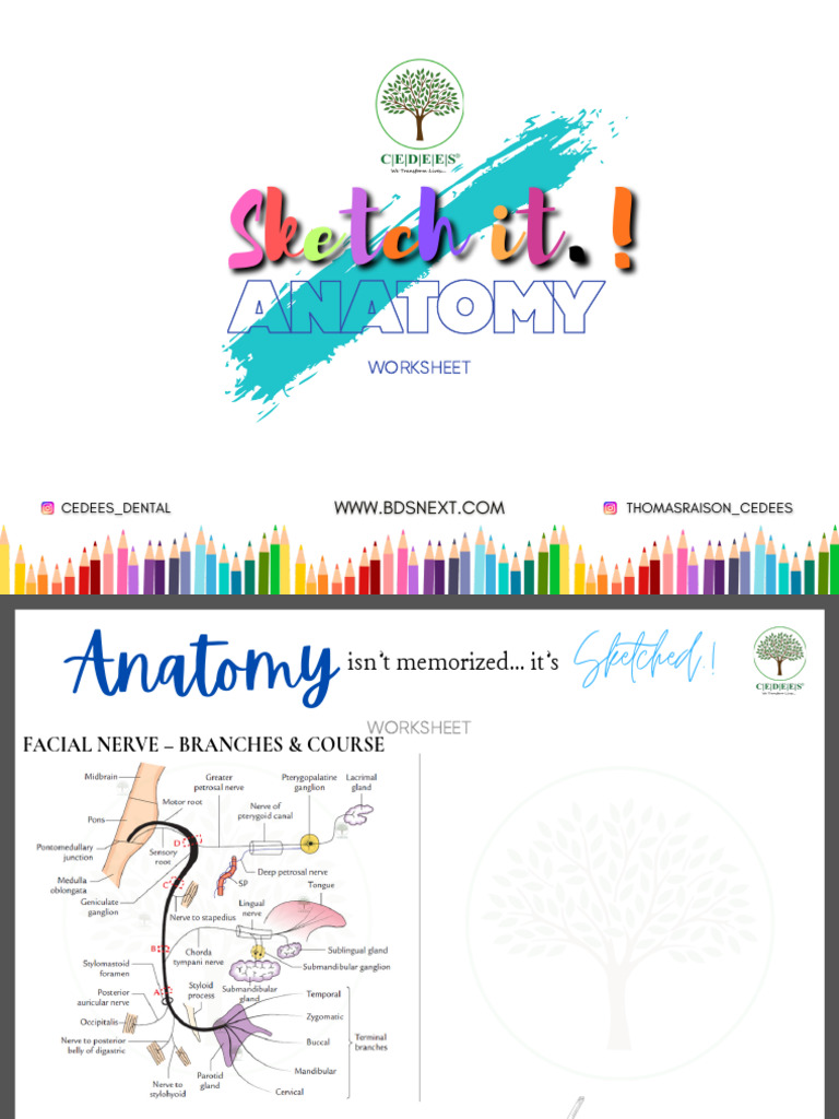 Anatomy Work Sheet-1 | PDF