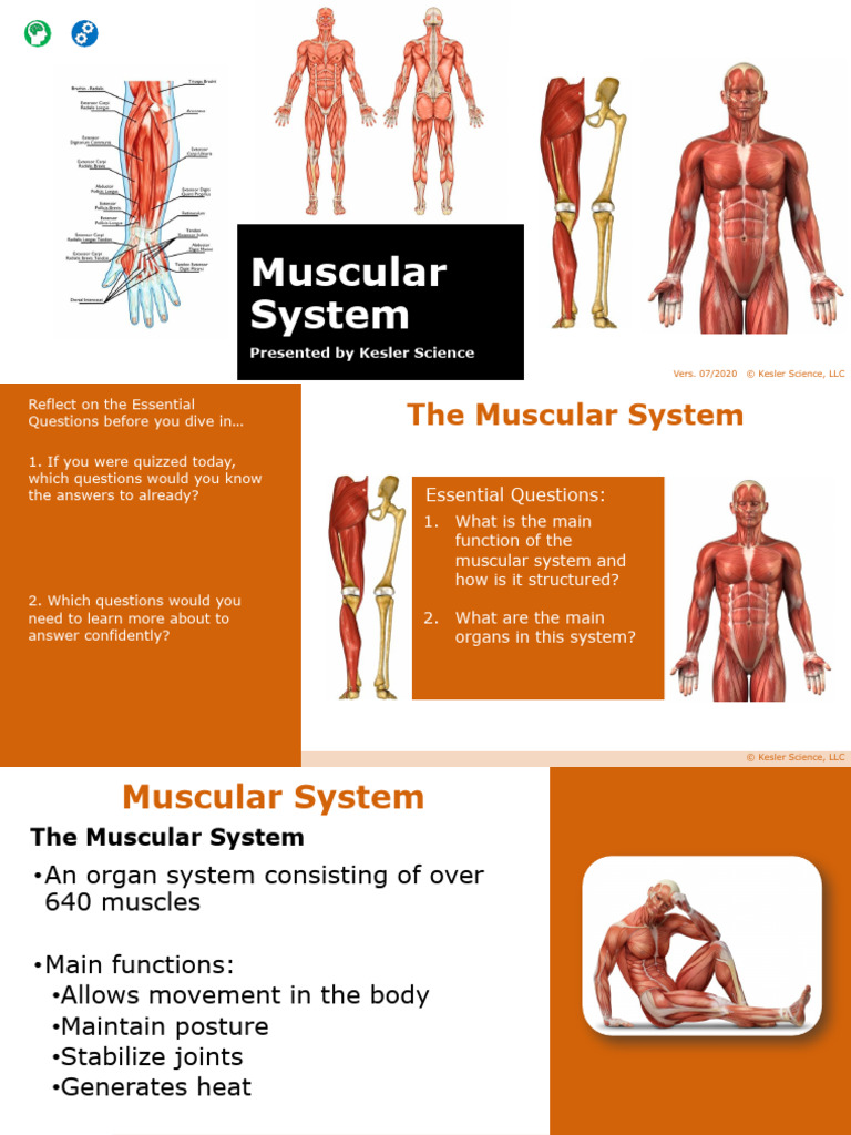 Muscular System Presentation | PDF | Muscle | Skeletal Muscle