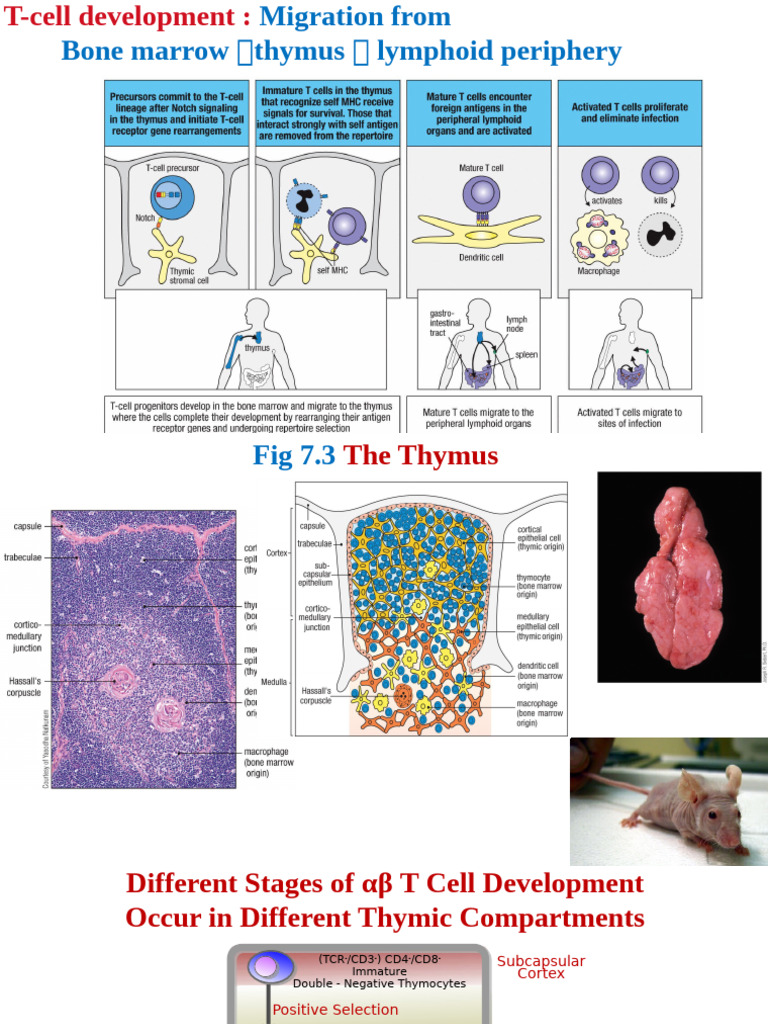 Parham5E F25 CH 8,7 Tcell Activ | PDF | T Cell | T Helper Cell
