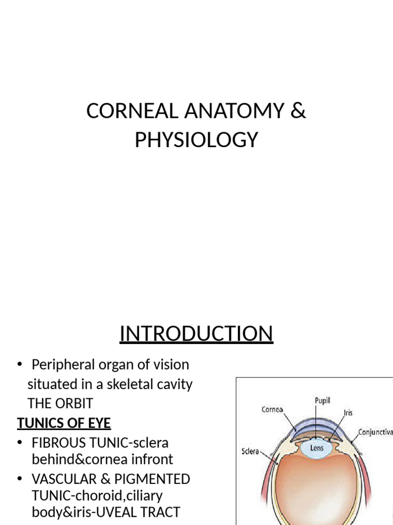 Corneal Anatomy and Physiology Overview | PDF | Cornea | Epithelium