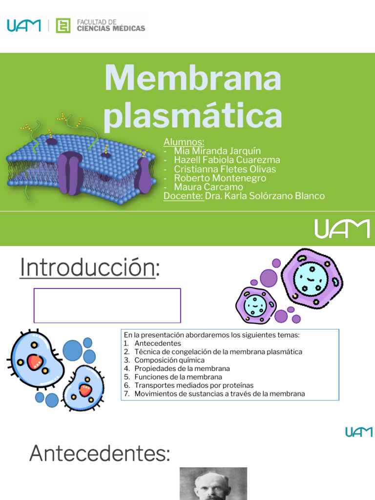 Funciones y Estructura de la Membrana Plasmática | PDF | Membrana ...