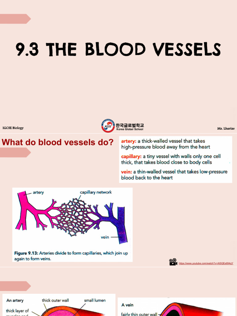 Grade 10 IGCSE Biology - The Blood Vessels, The Blood | PDF | Blood ...