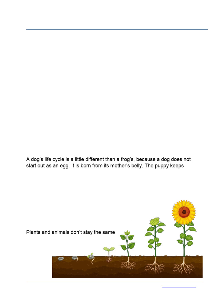 3rd Grade Life Cycle Rev | PDF | Butterfly | Frog