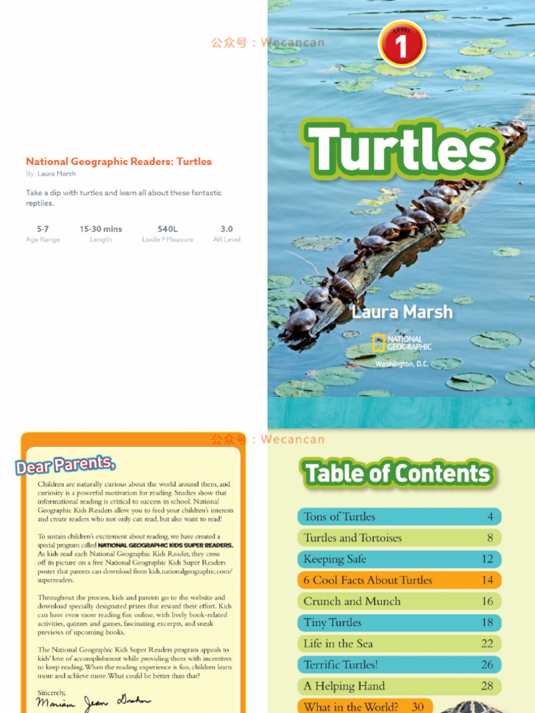 L1 11 Turtles | PDF