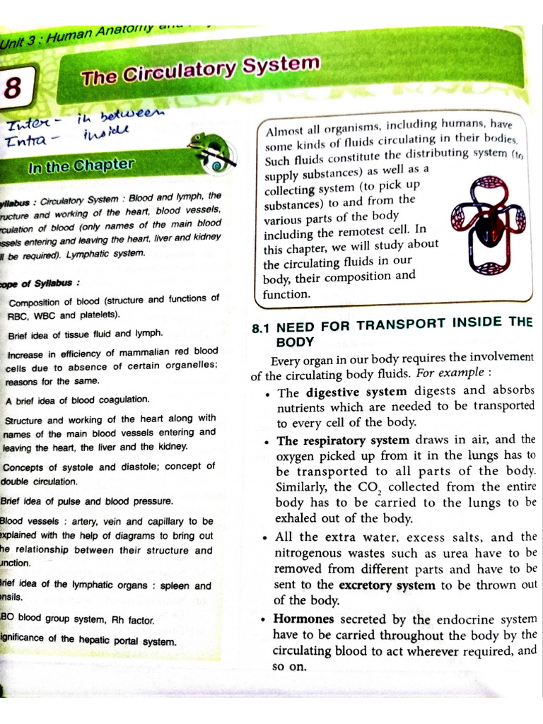 Circulatory System | PDF