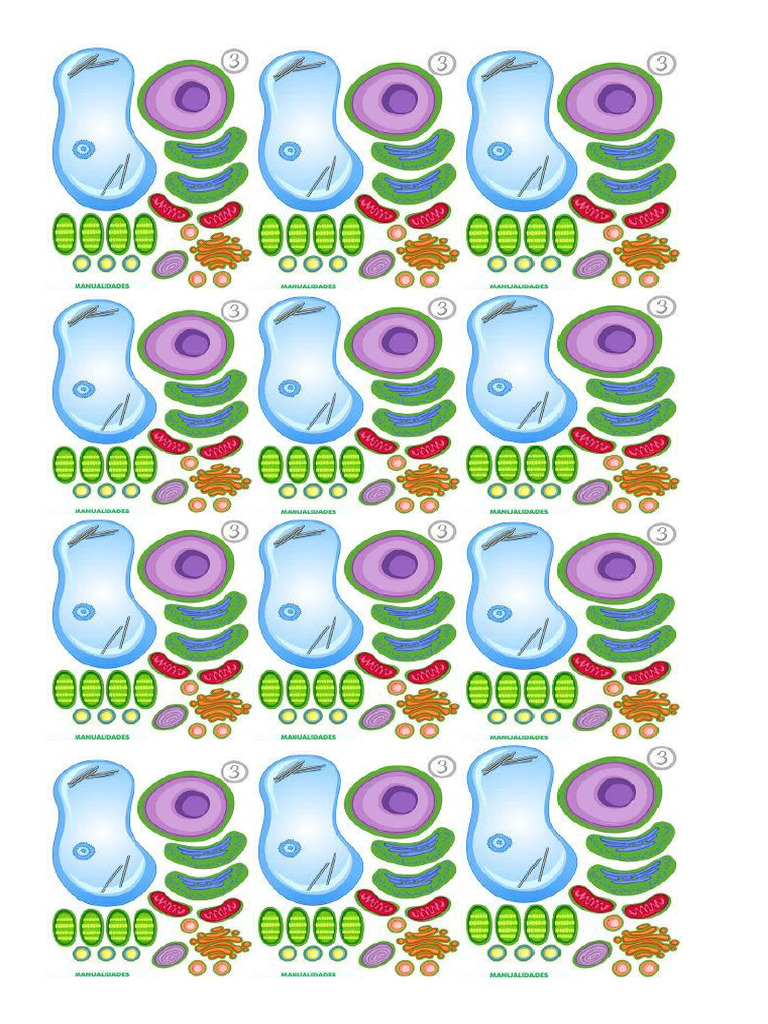 Celula Vegetal Jiji - 084920 | PDF