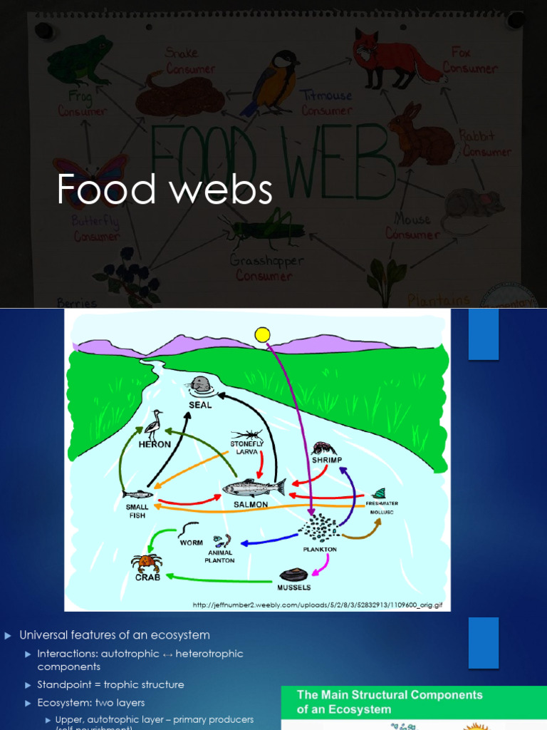 Understanding Food Webs and Ecosystems | PDF | Food Web | Ecosystem