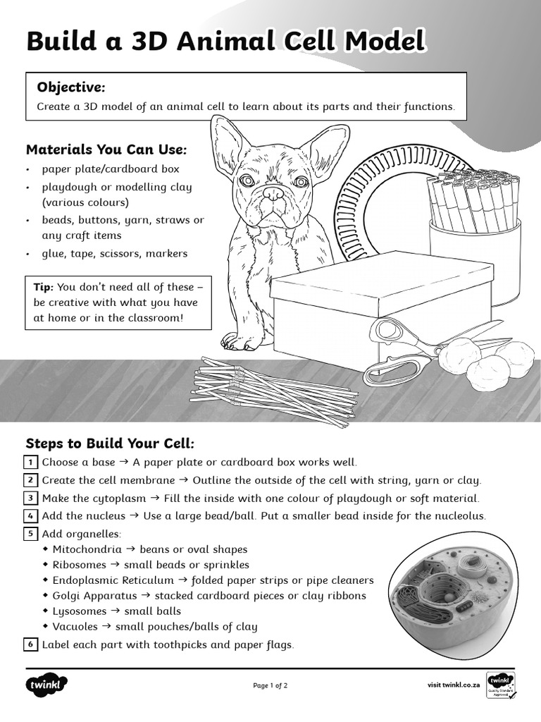 3D Animal Cell Model Instructions | PDF