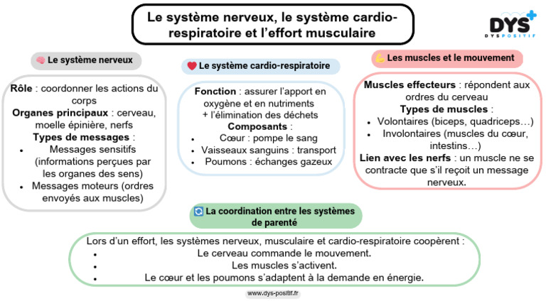 Le Systeme Nerveux Et Cardio Respiratoire Et L Effort Musculaire ...