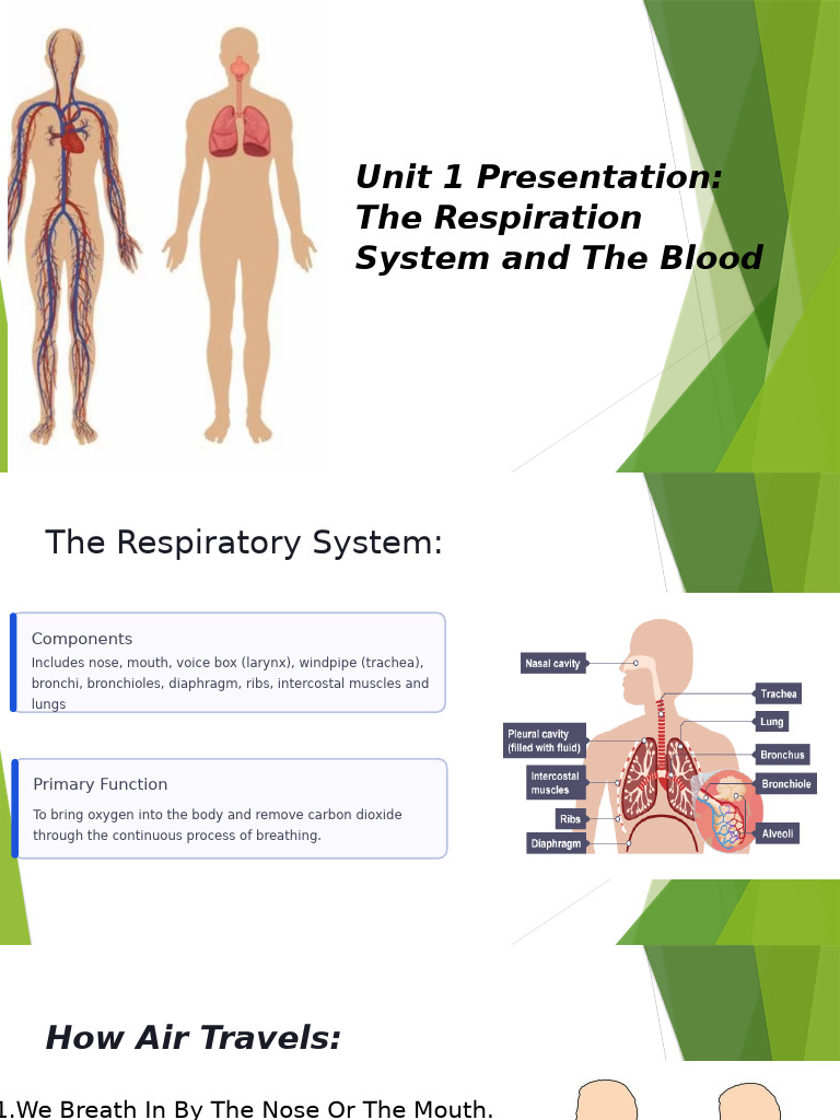Understanding Respiration and Blood Functions | PDF | Respiratory ...