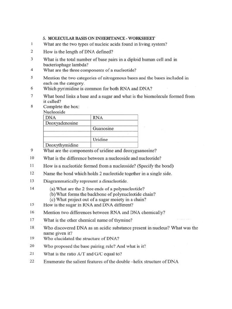 Molecular Basis of Inheritance - Work Sheet | PDF