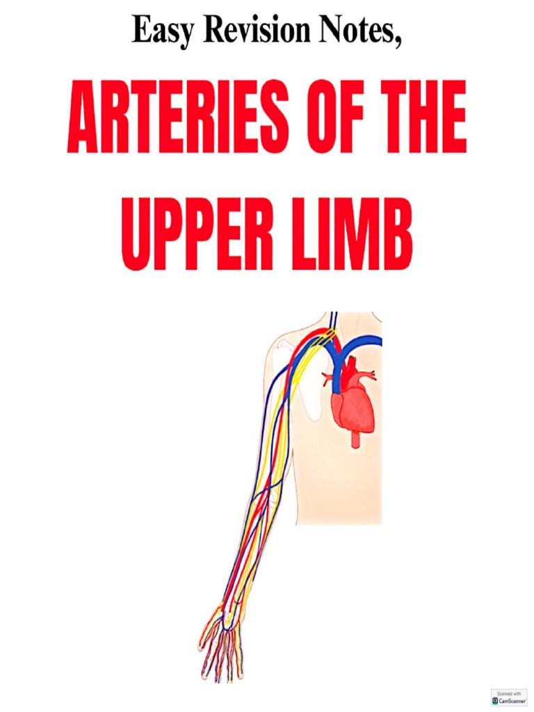 Upper Limb Arteries | PDF