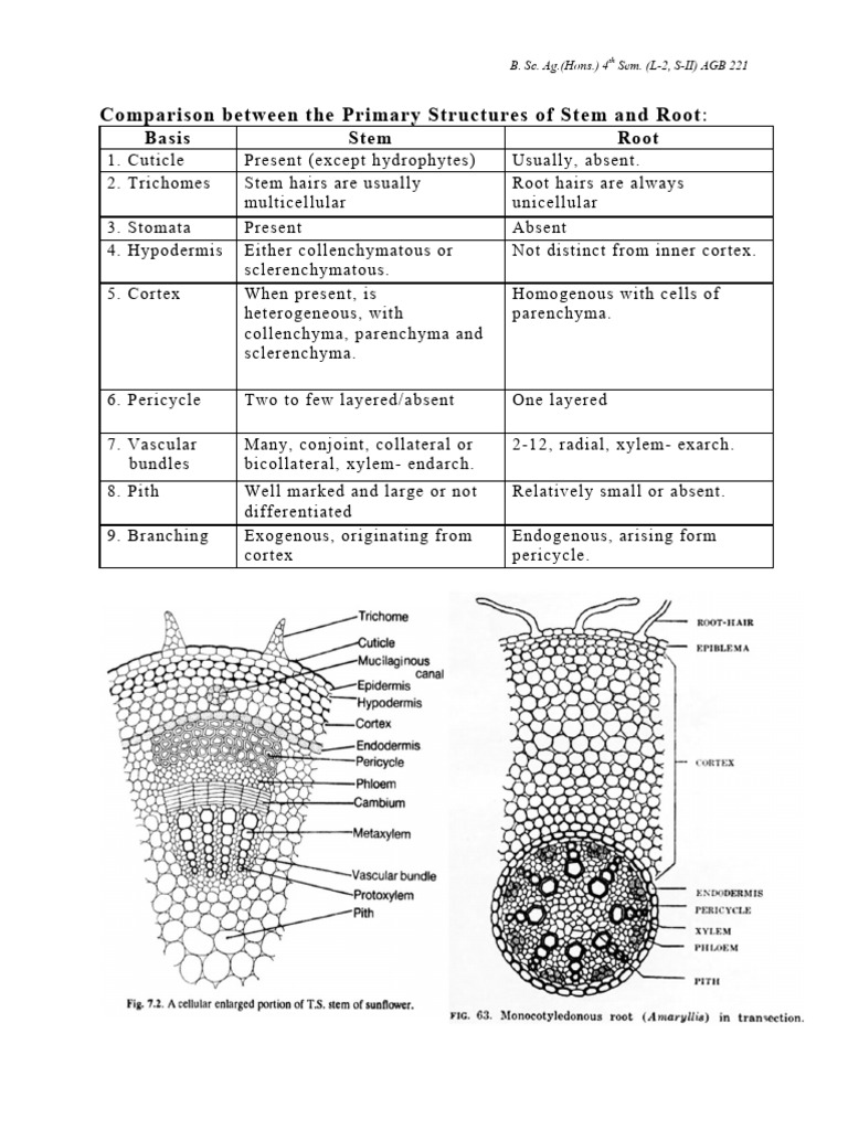 Comparison Between The Primary Structures of Plant | PDF | Plant Stem ...