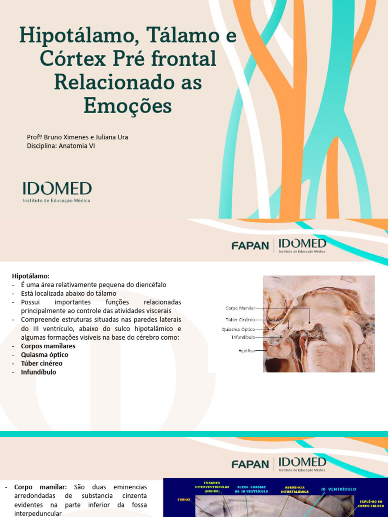 Hipotalamo^j Talamo e Cortex Pré Frontal Relacionado as Emoções | PDF ...