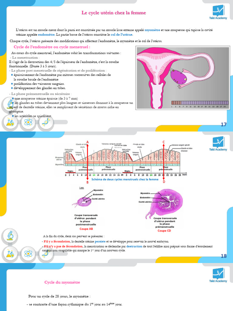 Cycle utérin : phases et transformations | PDF | Utérus | Anatomie