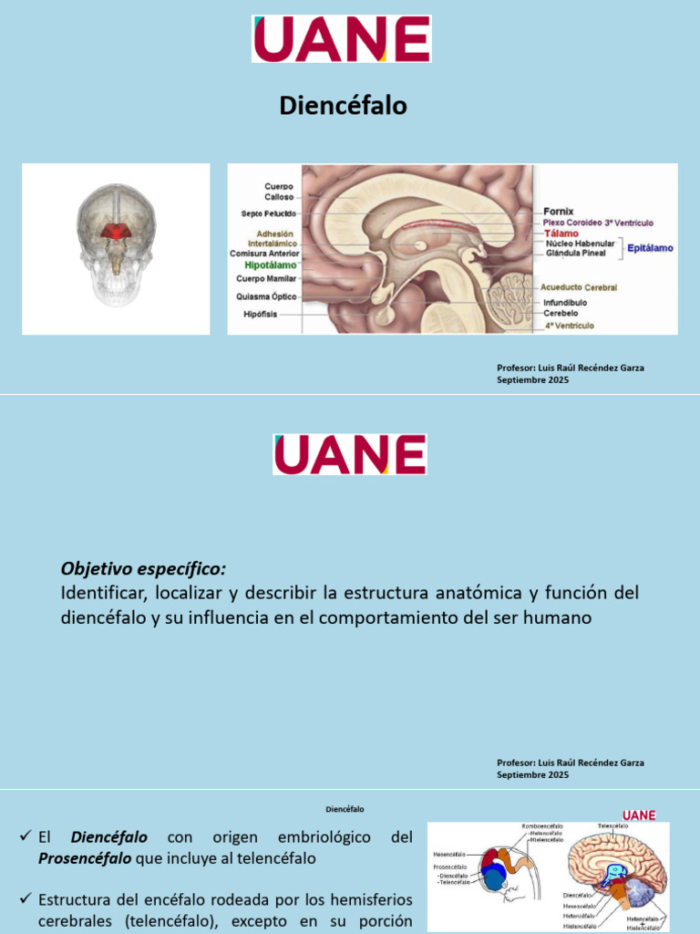 12. Diencéfalo 25 | PDF | Hipotálamo | Tálamo