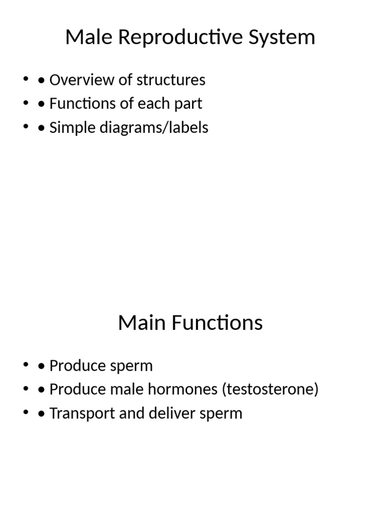 Male Reproductive System Overview | PDF