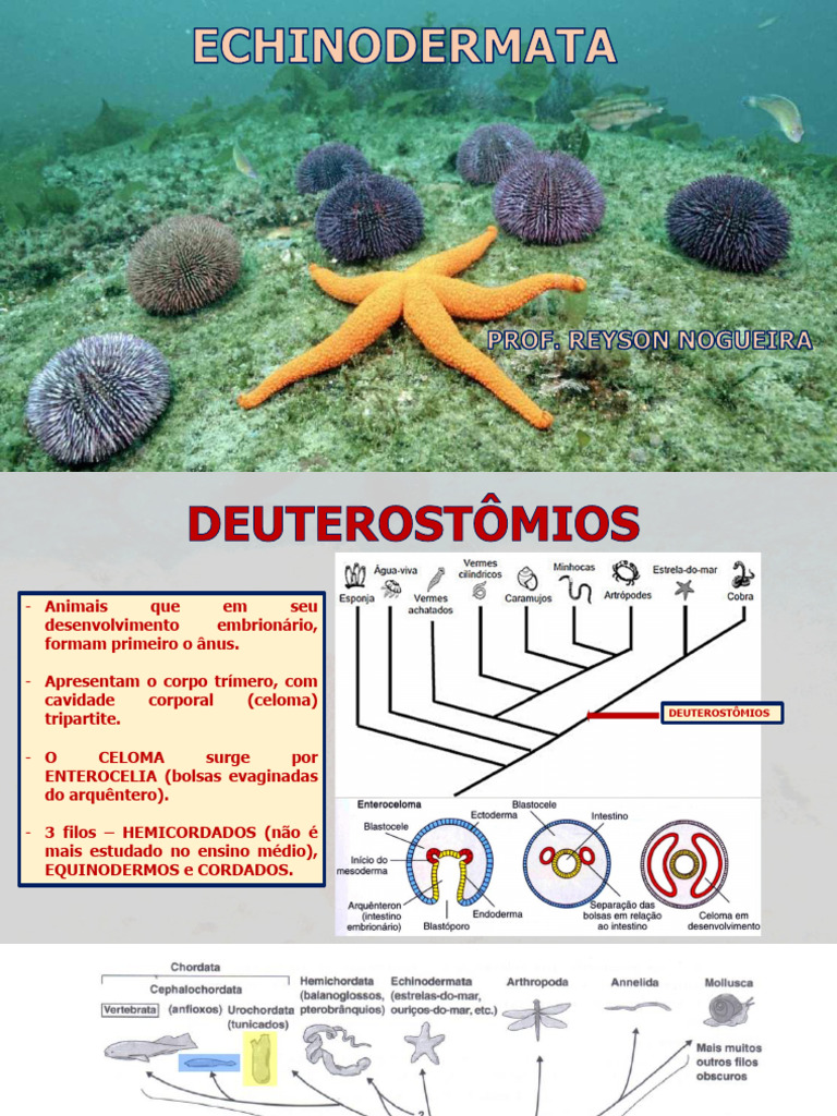 Echinoderm at A | PDF | Zoologia | Biologia