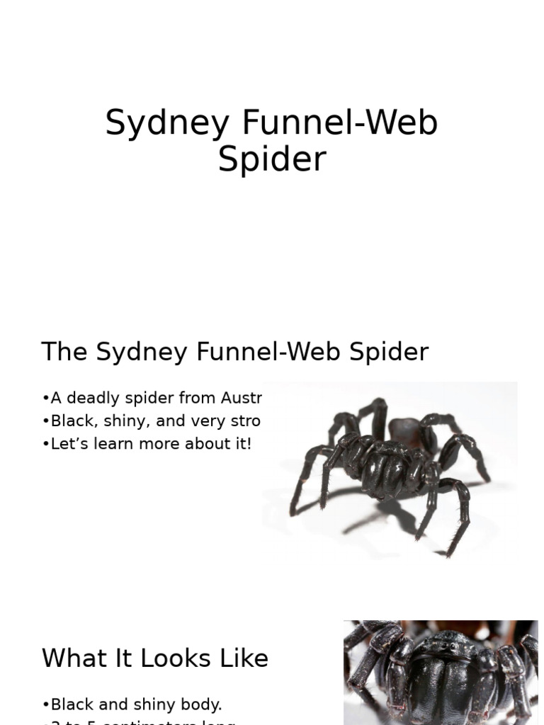 Sydney Funnel-Web Spider Facts | PDF