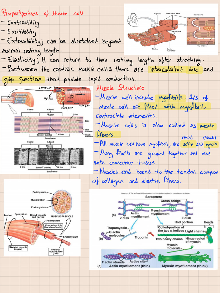 Muscle Physiology 3 - 241124 - 015800 | PDF