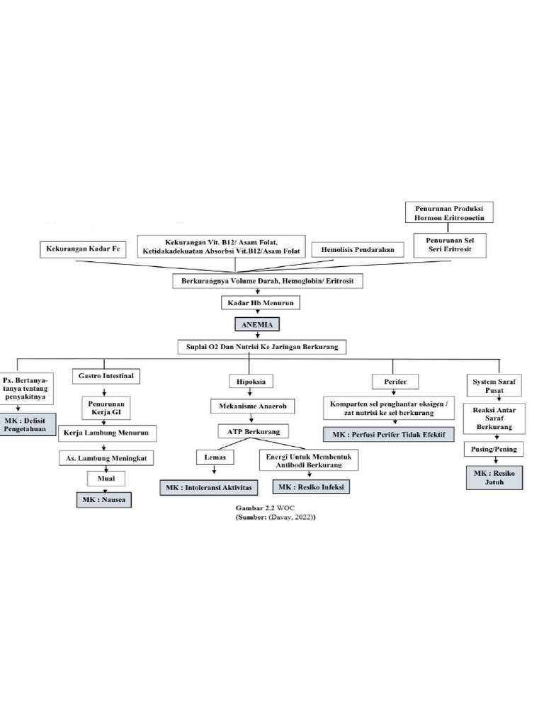 PDF Pathway Anemia | PDF