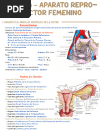 Partes de la Salpinge y Anatomía Asociada | PDF | Ovario | Pelvis