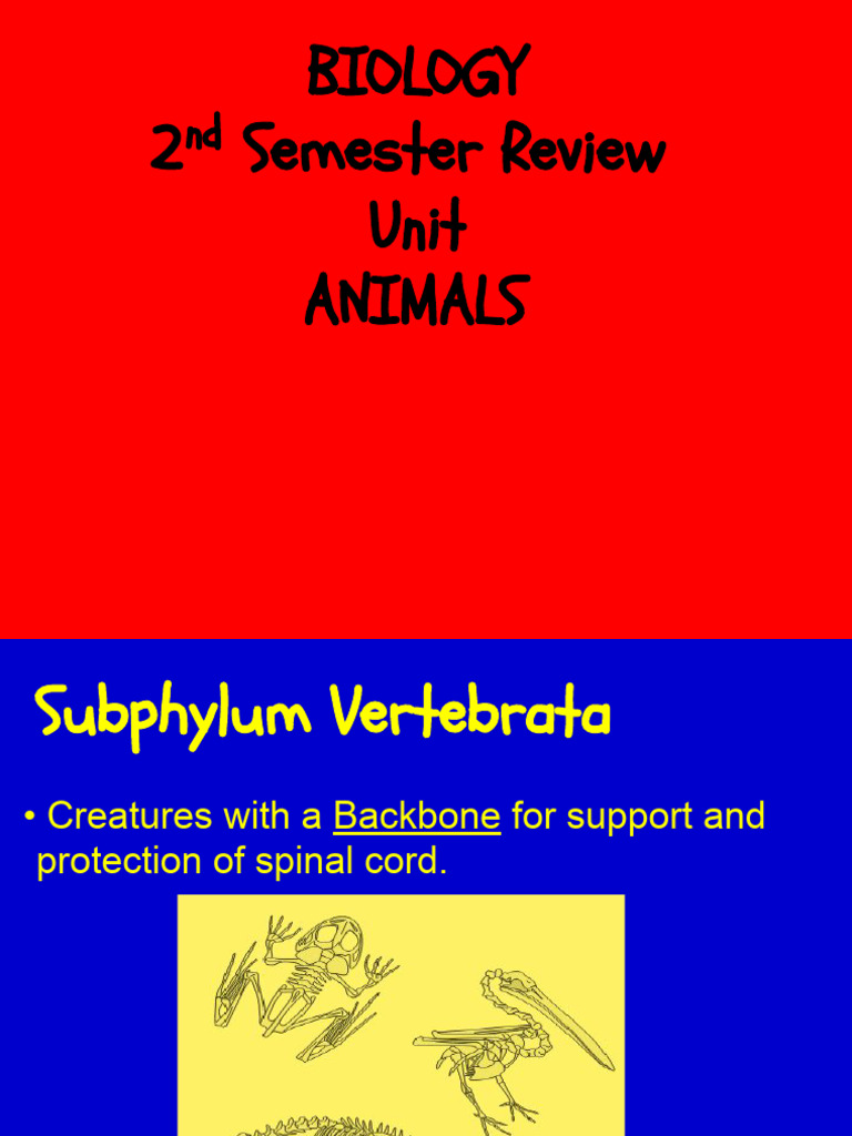 #5 Spring Exam Review Animals | PDF | Mammals | Amphibian