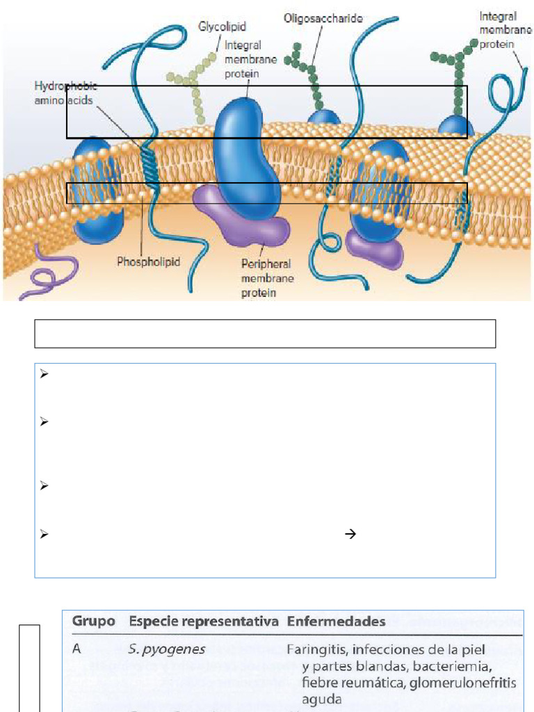 11.- Streptococcus and Enterococcus | PDF | Estreptococo | Enfermedades ...
