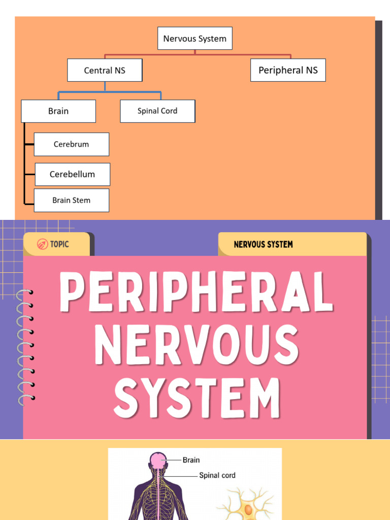 Peripheral Nervous System | PDF